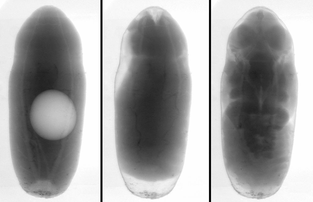 X-Ray Video Captures Maggot Metamorphosis | Live Science