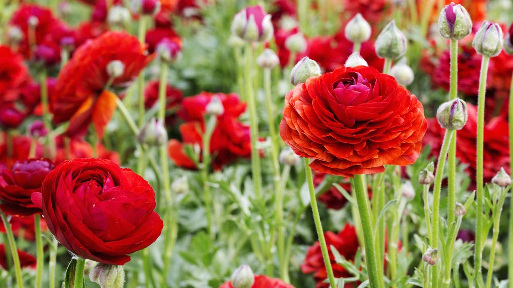 When to plant ranunculus bulbs in different hardiness zones | Homes and ...