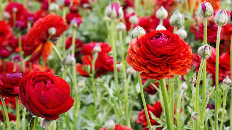 When to plant ranunculus bulbs in different hardiness zones | Homes and ...