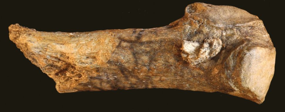 Mastodon Bones: Images of an Early Hunt | Live Science