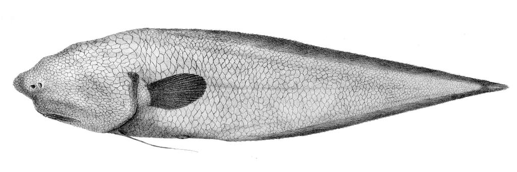 In Photos: 'Faceless' Fish Rediscovered After More Than a Century ...