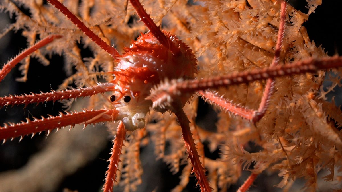 'Mind-blowing' deep sea expedition uncovers more than 100 new species ...