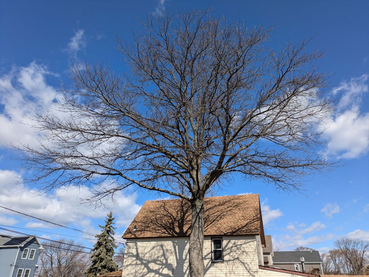 I shot over 200 photos with the Nothing Phone 3a Pro vs Pixel 8a — here ...