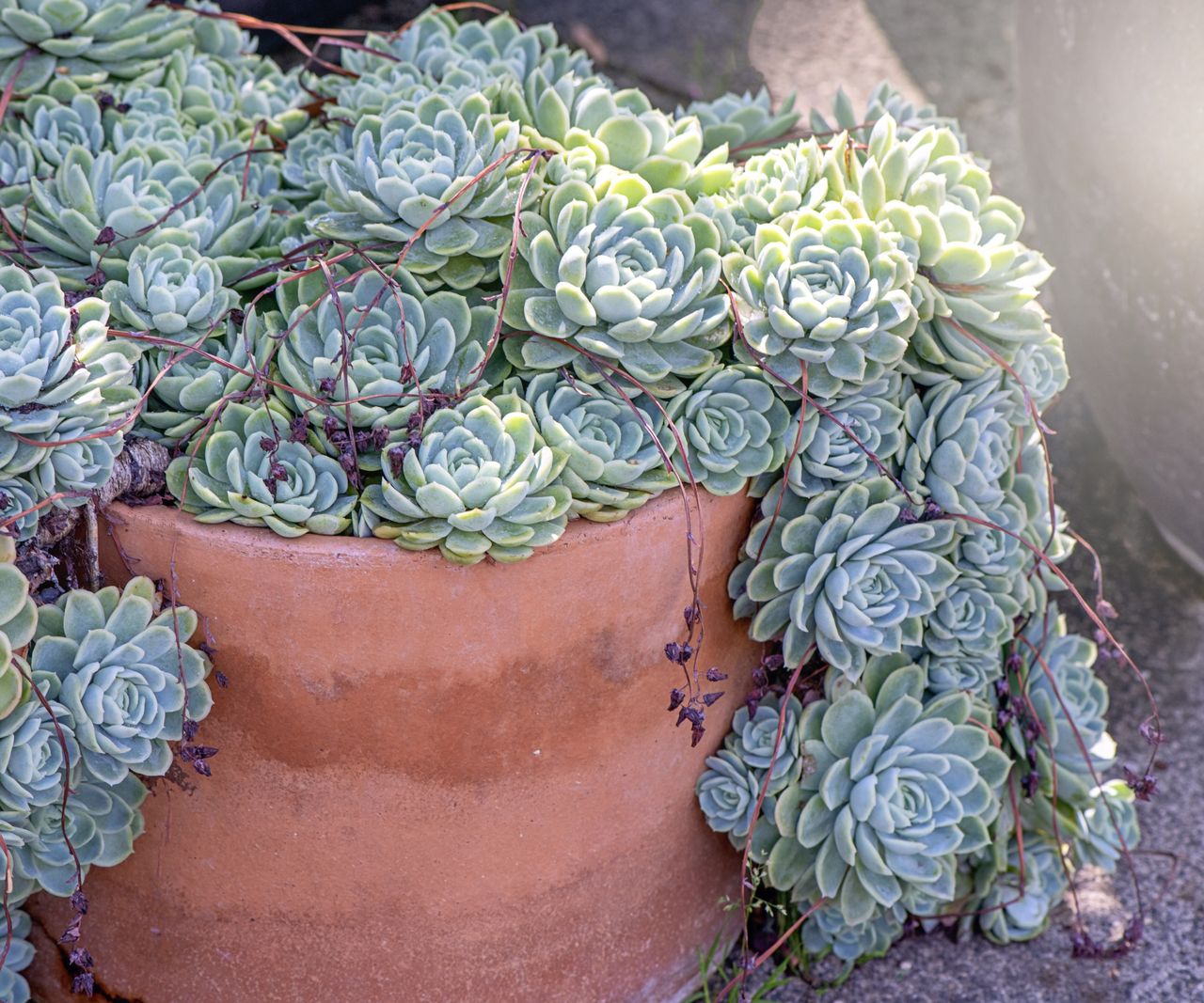 Can you grow succulents outdoors? Experts share how to do it | Homes ...