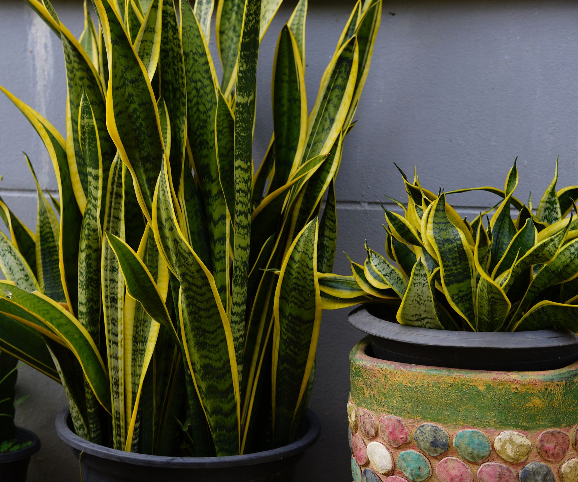 Can Snake Plants Live Outside? What You Need To Know | Gardening Know How