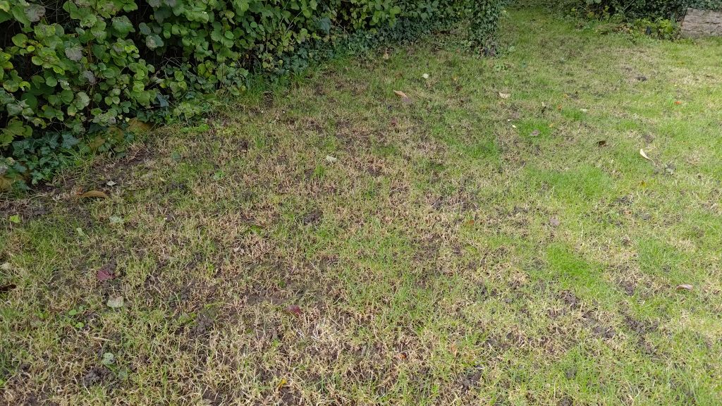 I just learned this quick tip to make reseeding your lawn much easier ...