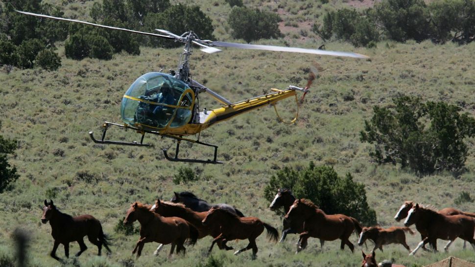 Mustangs: Facts About America's Wild Horses | Live Science
