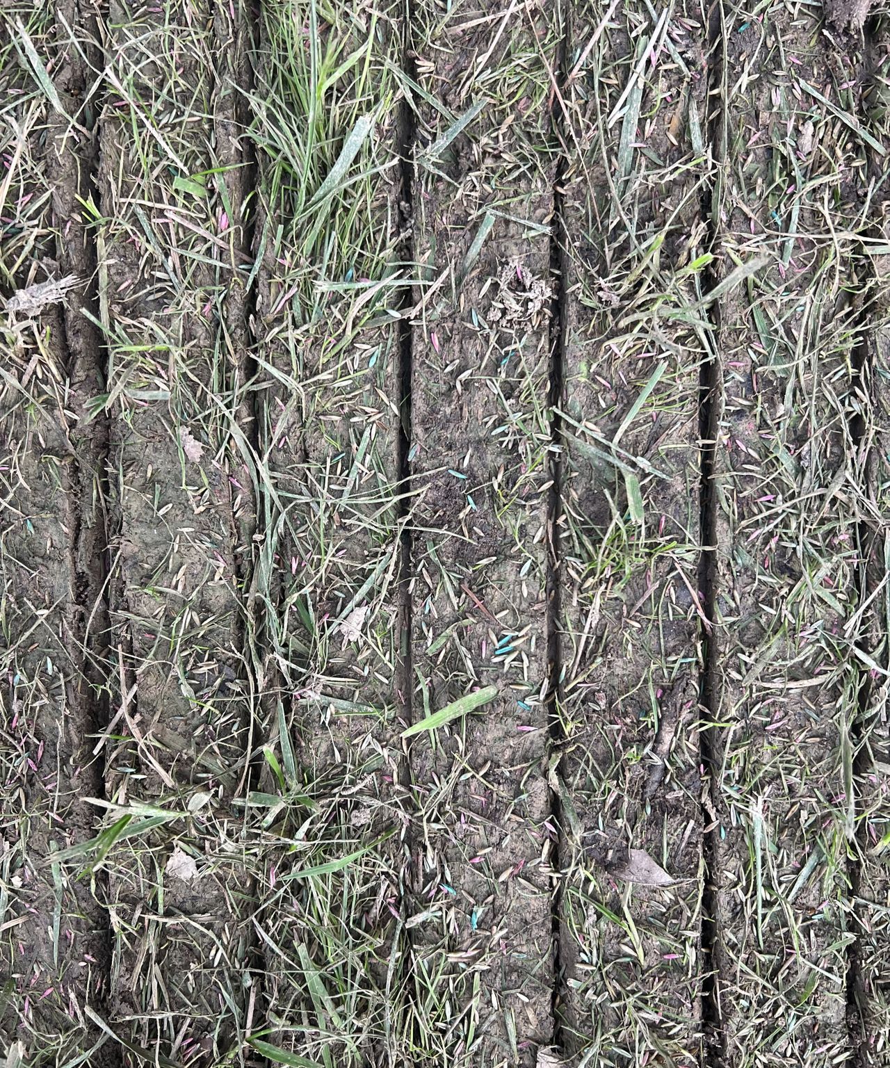 Slit seeding a lawn - an expert guide to doing it | Homes and Gardens