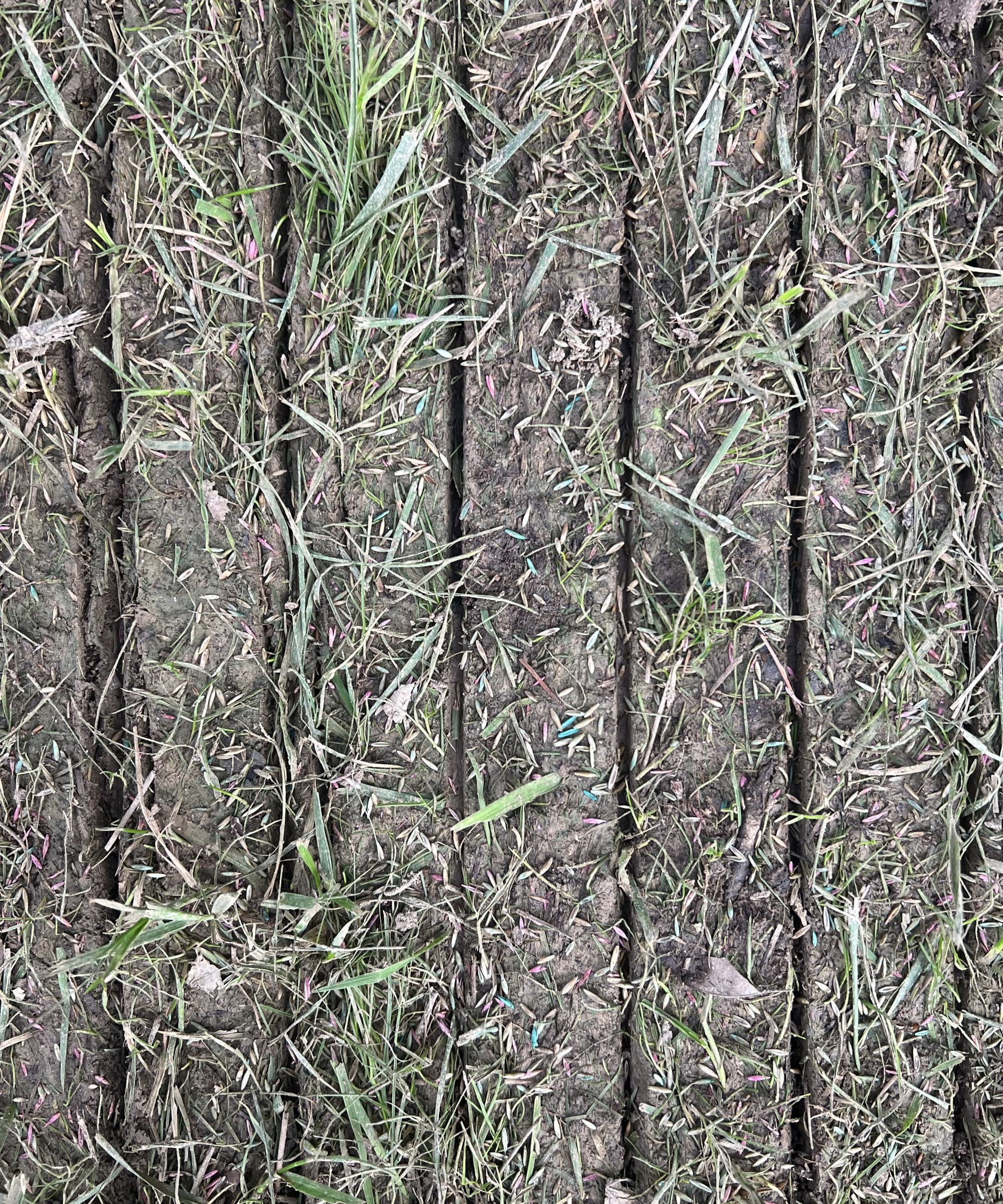 Slit seeding a lawn - an expert guide to doing it | Homes and Gardens