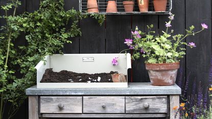 How to propagate grape vines from cuttings or layering | Homes and Gardens