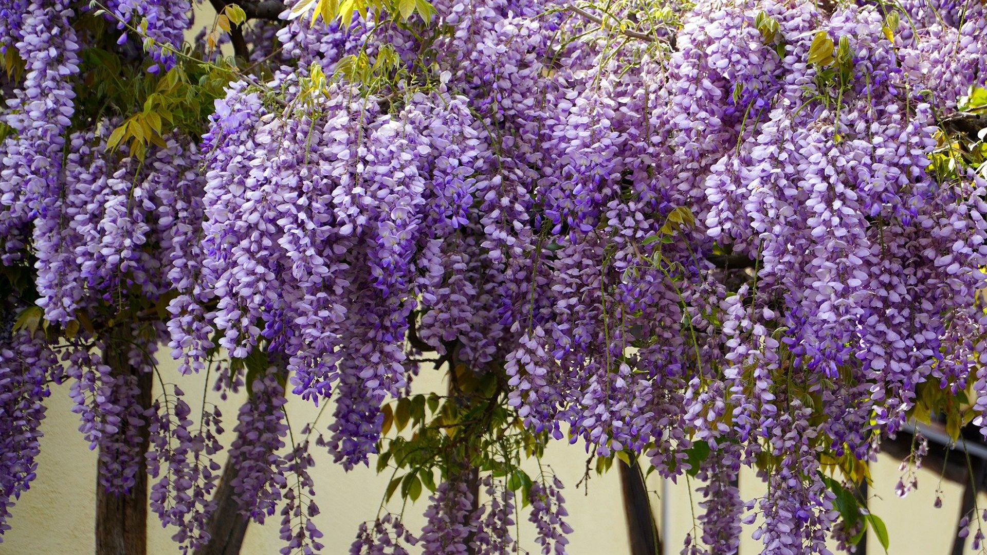 How to grow wisteria: follow our top tips for a showstopping display ...