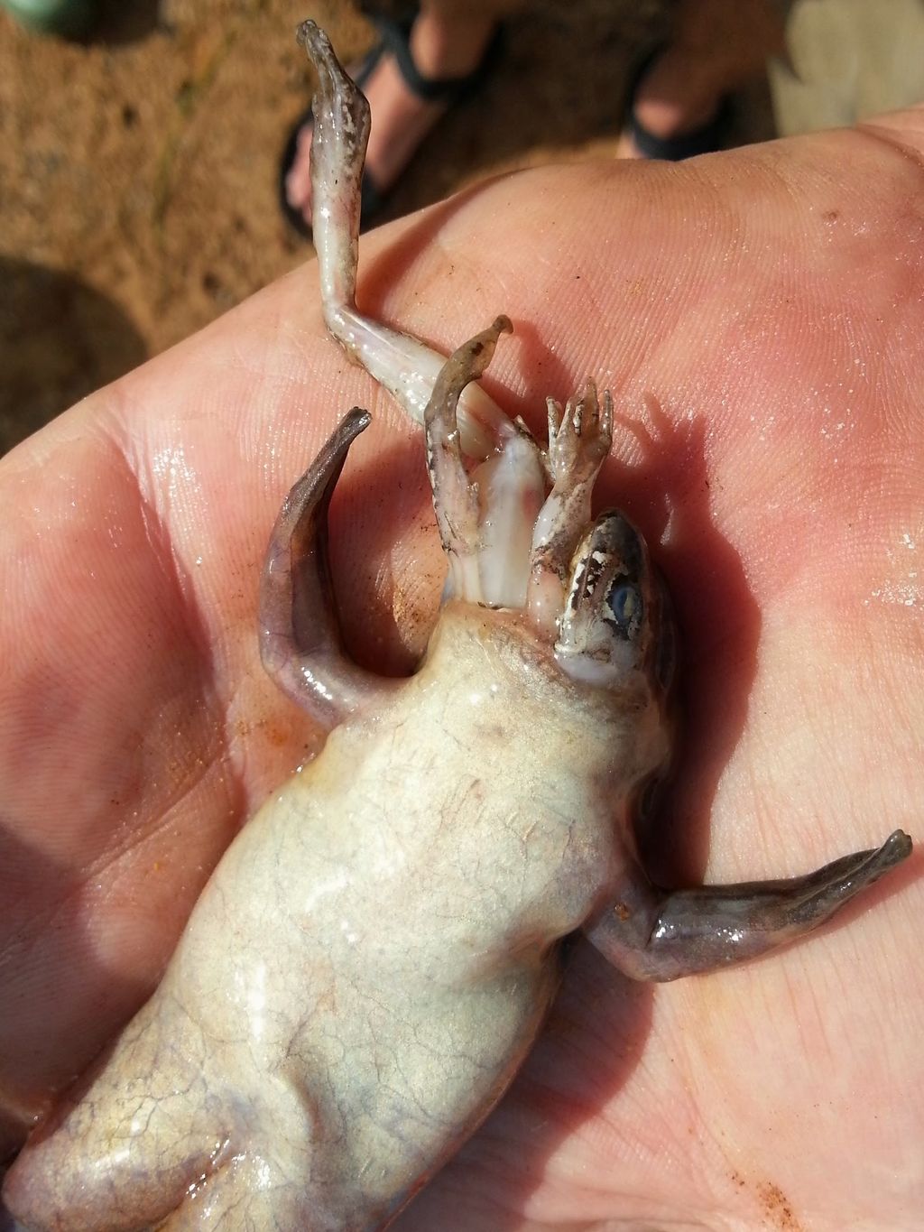 Kermit the Cannibal? Frogs Sometimes Eat Each Other | Live Science