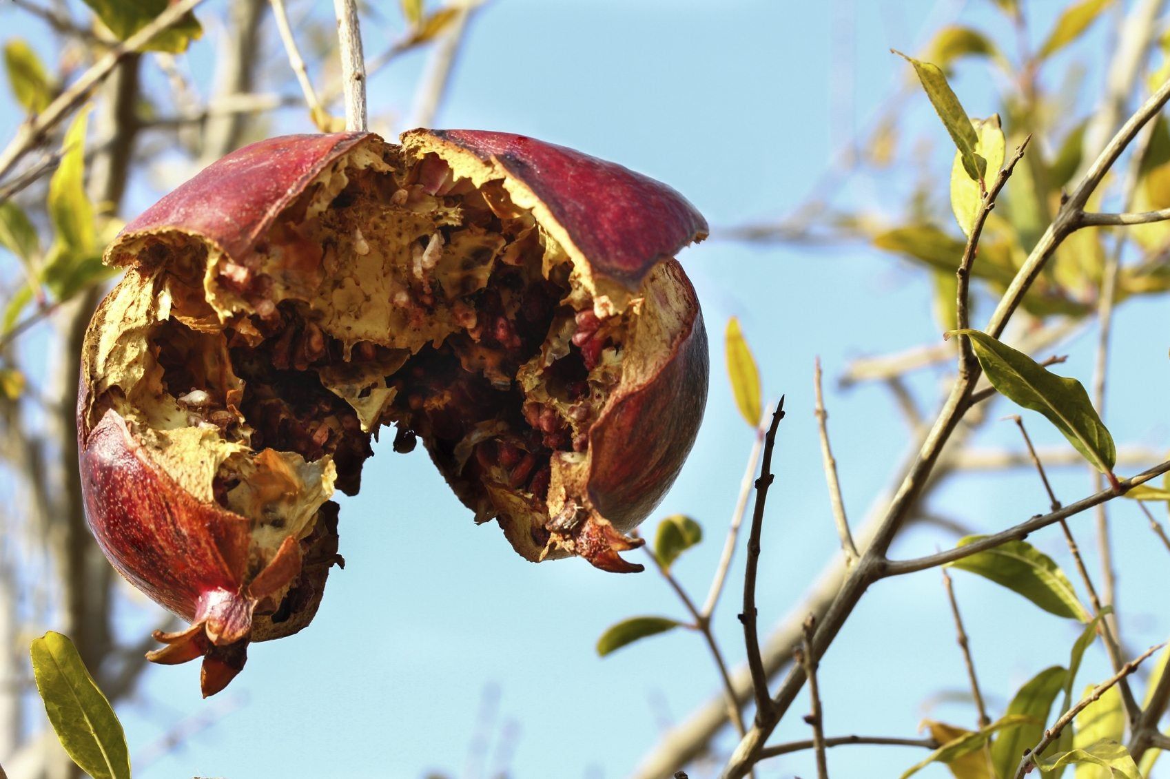 Pomegranate Tree Diseases - Tips For Treating Pomegranate Fruit ...