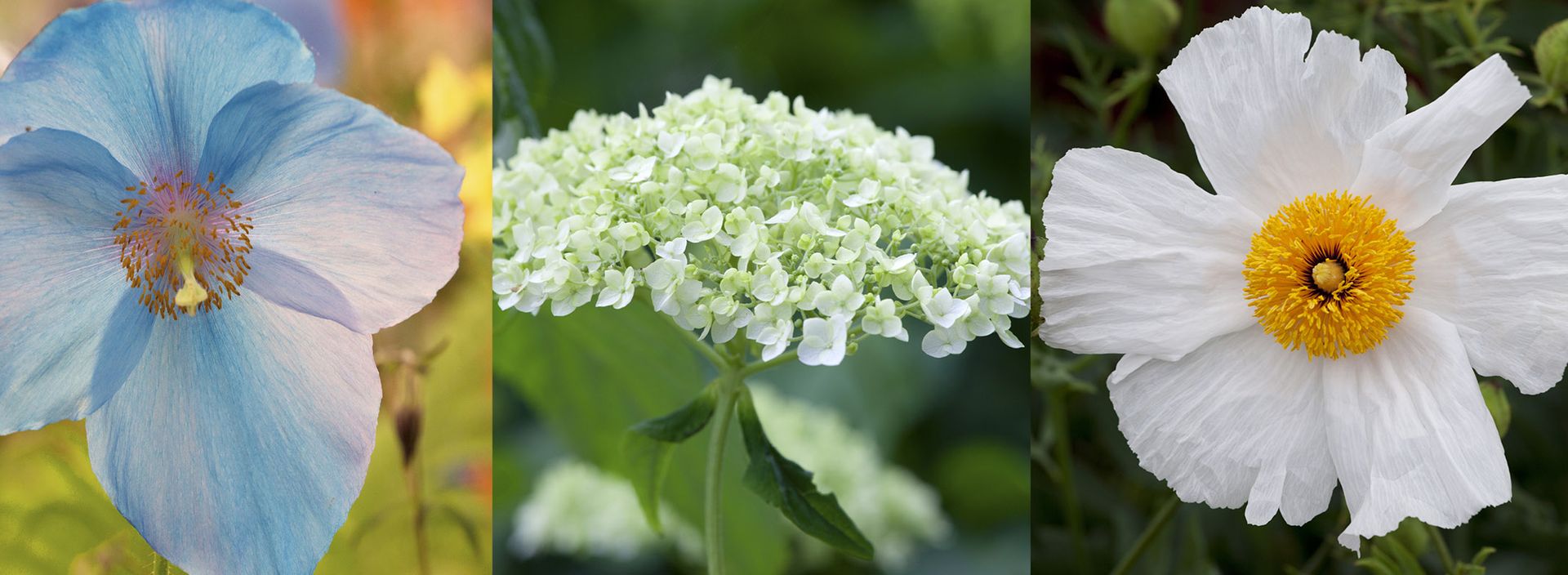 How to choose a colour scheme for your garden | Real Homes