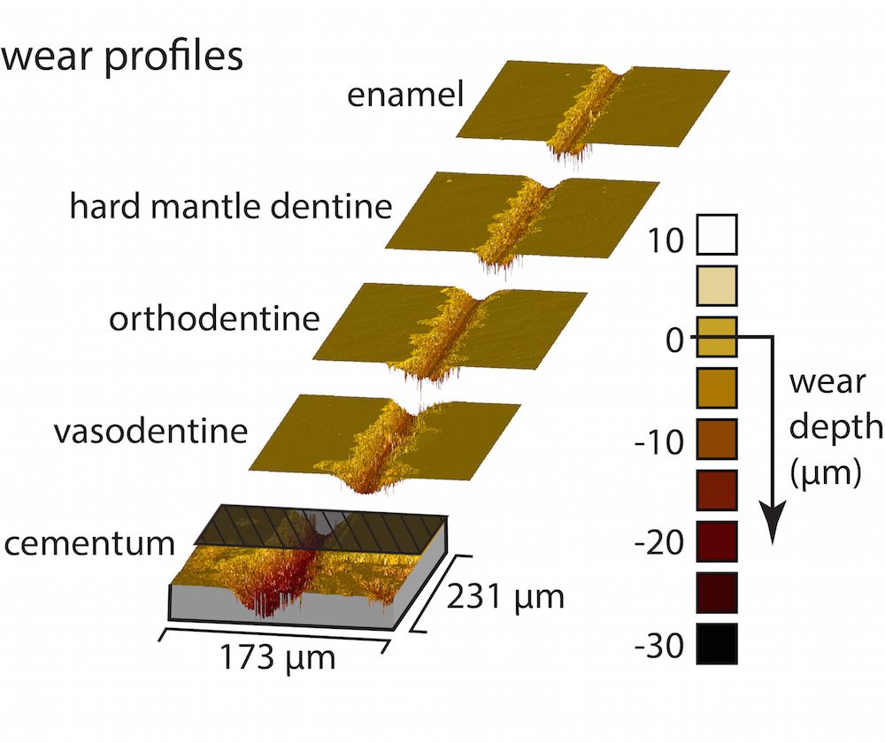 Triceratops' Teeth Turned Into Slicing Machines While Chewing | Live ...
