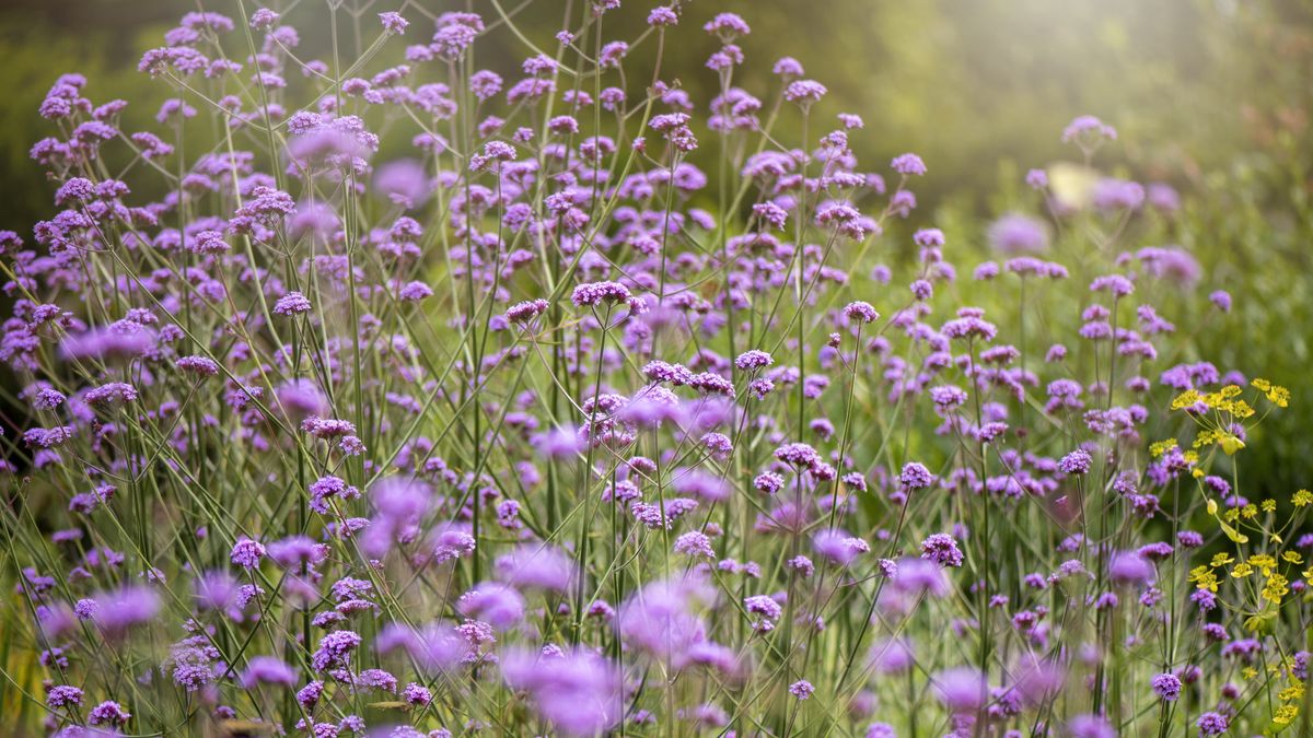 Verbena varieties: 5 of our top choices | Homes and Gardens