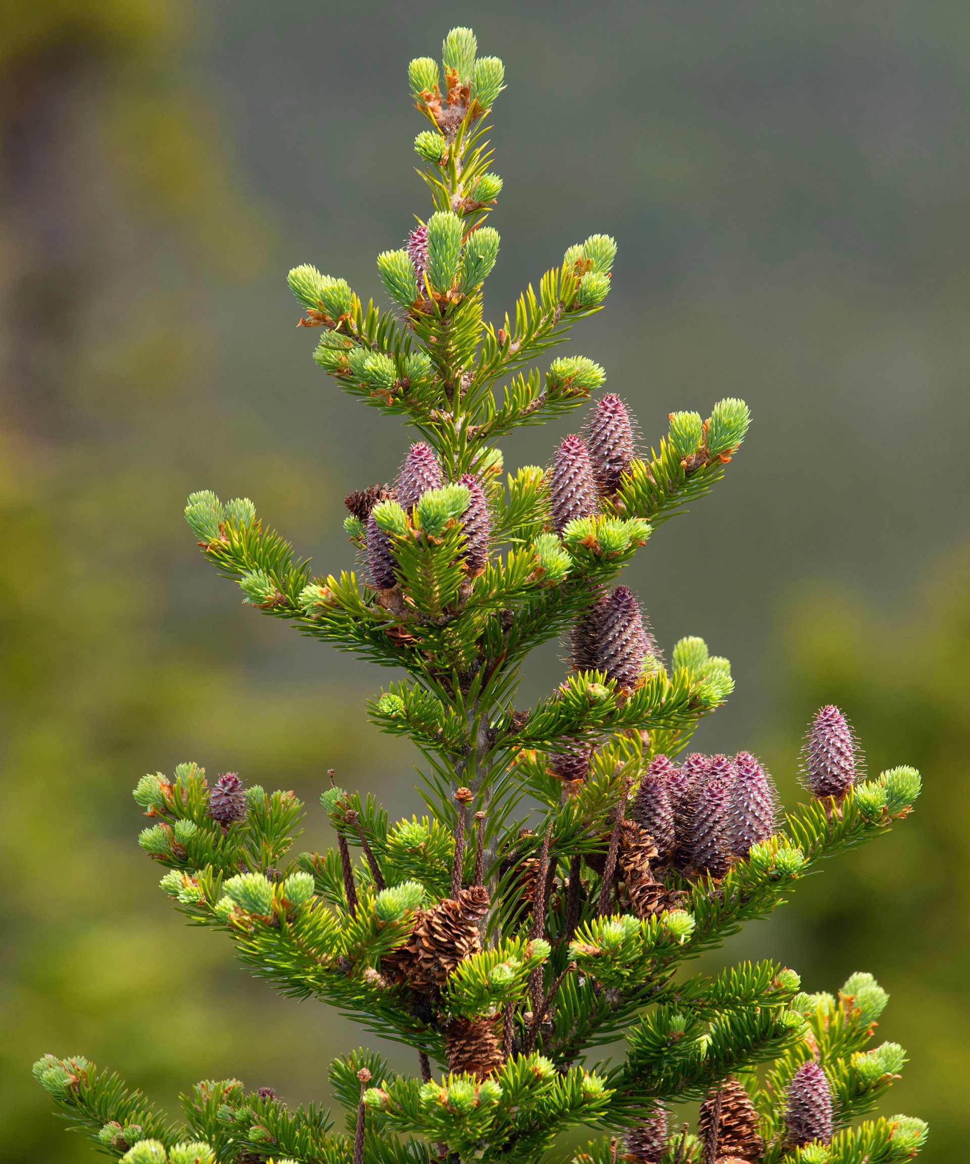 Best Christmas tree varieties - 12 real tree options | Homes & Gardens