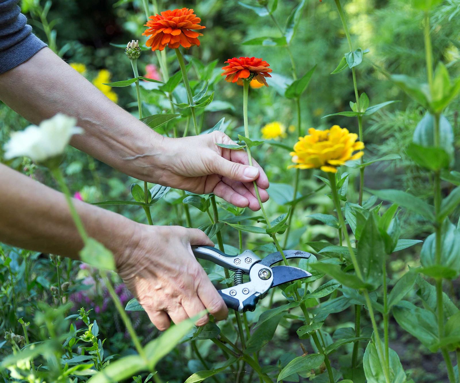 How to pinch out zinnias: for more flowers this year | Homes and Gardens