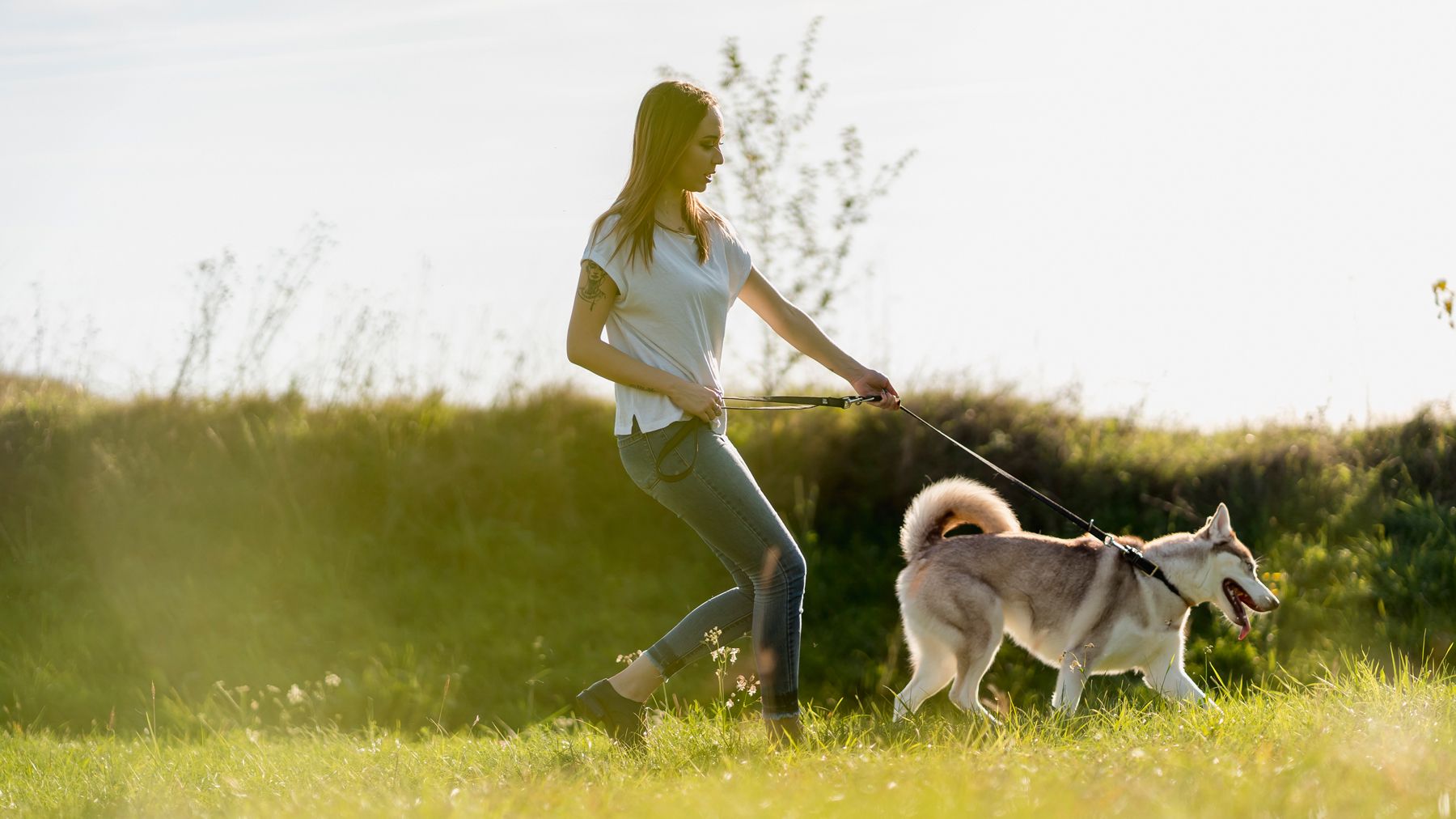 Dog always pulling on the leash? Try this trainer's tip for a much happier walking experience ...