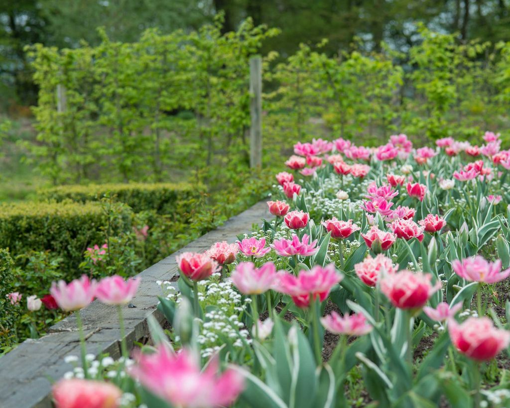 Planting bulbs for spring: a complete guide | Gardeningetc