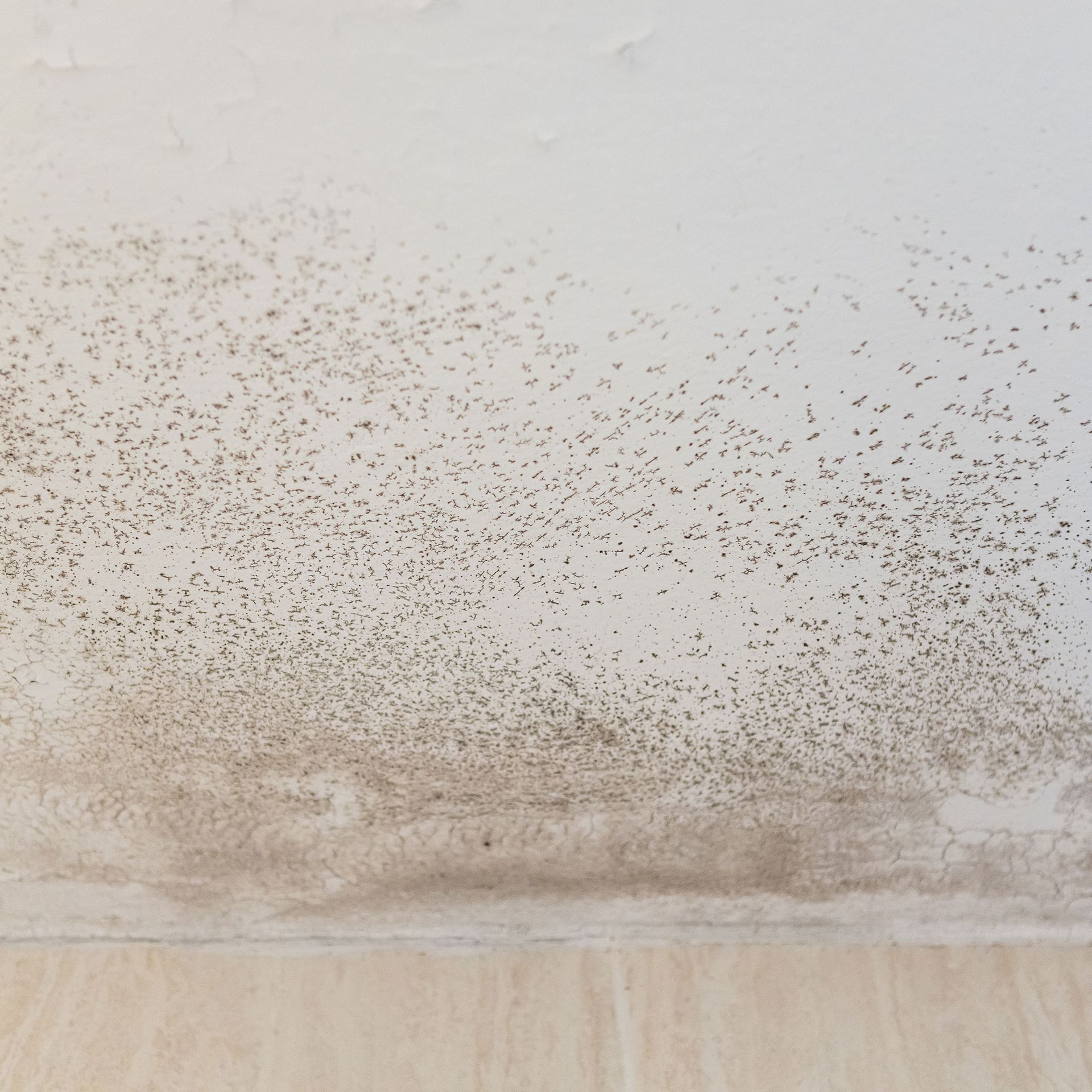 Mould or condensation marks - how to tell the difference | Ideal Home