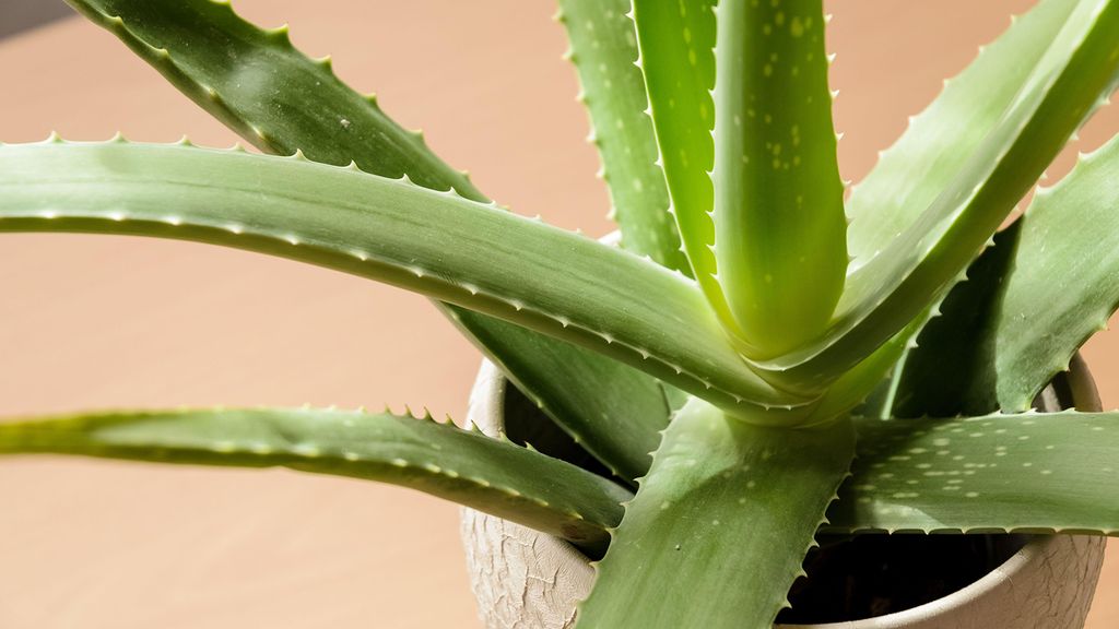 How to repot aloe: expert tips to avoid transplant shock | Homes and ...