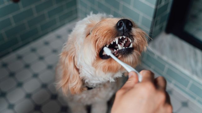 What should you do with a loose dog tooth? | PetsRadar