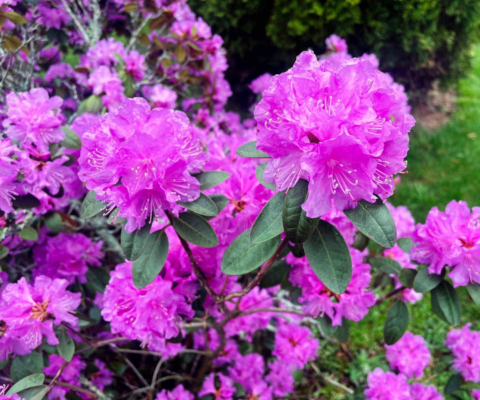 The best plants for a Japanese garden: 7 serene species | Homes and Gardens