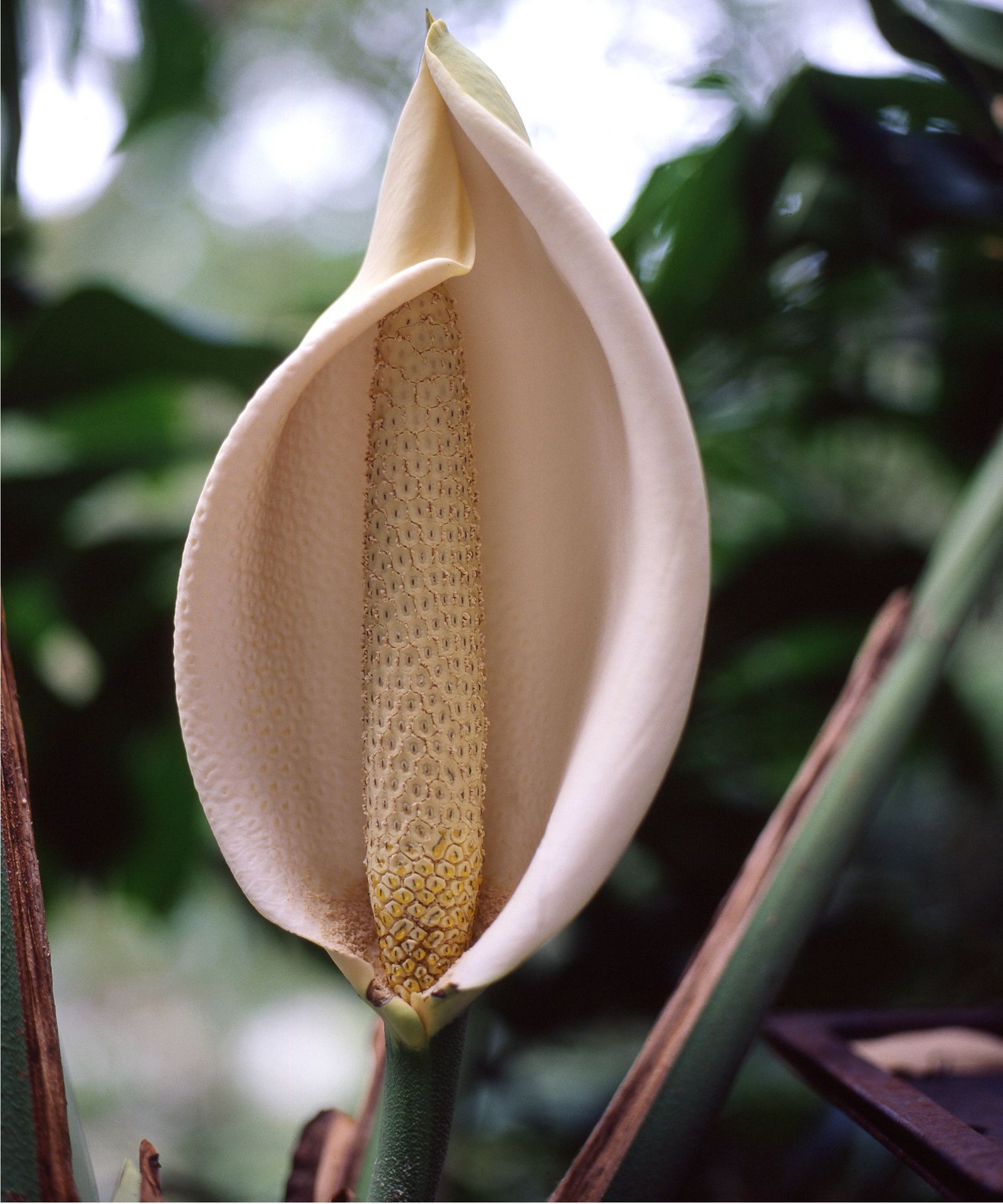 How to get a monstera to fruit: key facts to know | Homes and Gardens