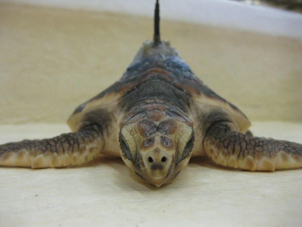 In Photos: Tagging Baby Sea Turtles | Live Science