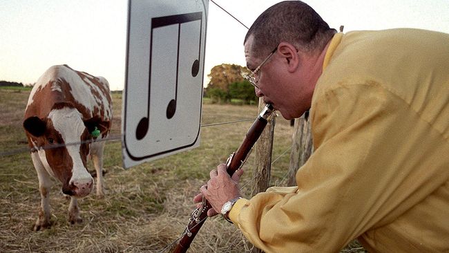 Kind of moo: Dairy farmers are playing their cows jazz music in a bid ...