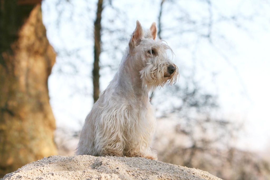 Scottie Dogs: Everything you need to know about the wise, brave and ...