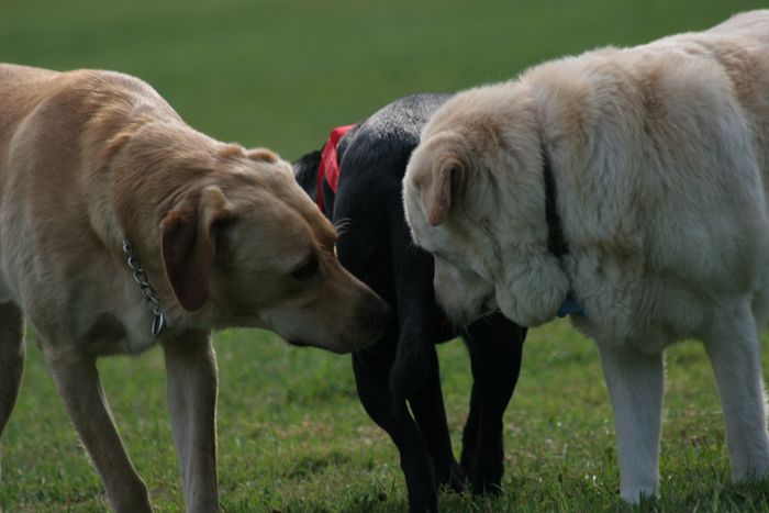 Who Needs an Alpha? Dogs Follow the Friendly | Pet Behavior | Live Science