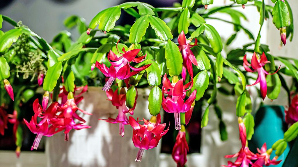10 Christmas Cactus Problems Solved: Diagnose Common Issues | Gardening ...