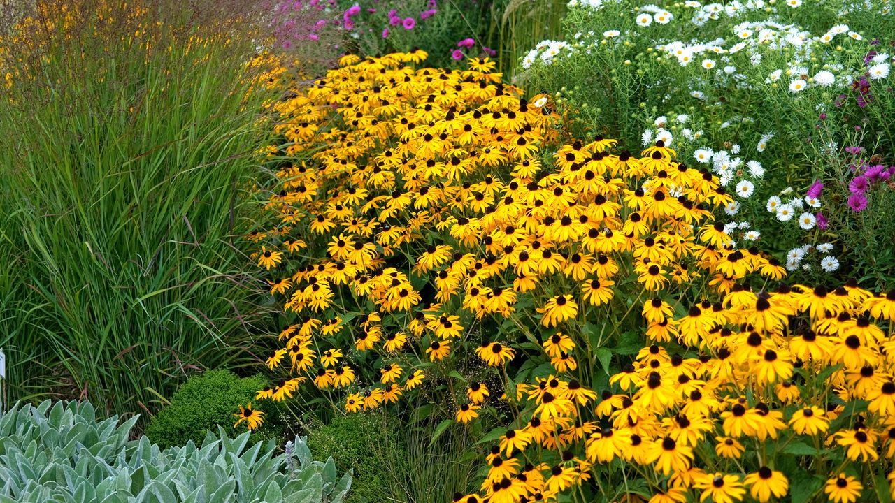 How to grow rudbeckia: tips for endless summer to fall flowers | Homes ...