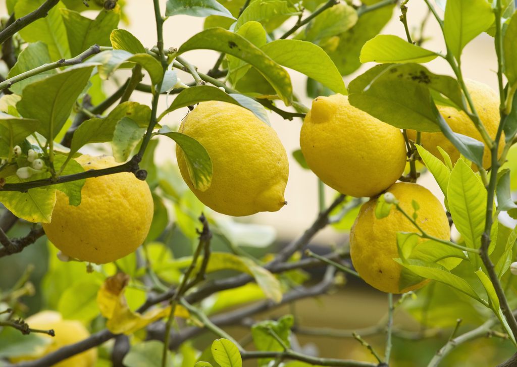 How to prune a lemon tree: expert tips to keep it in shape | Homes and ...
