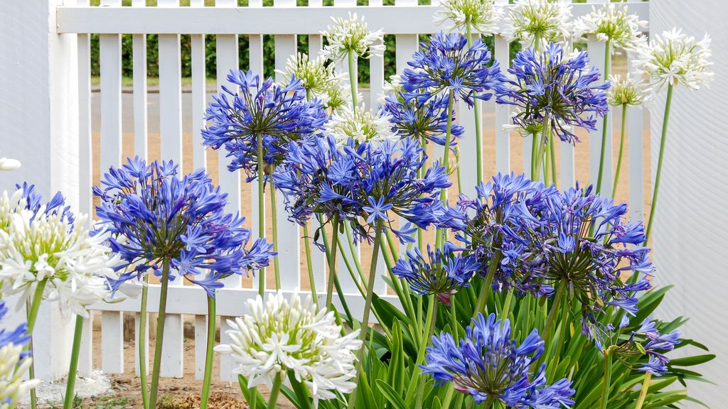 7 bulbs to plant in March for the best summer blooms | Tom's Guide