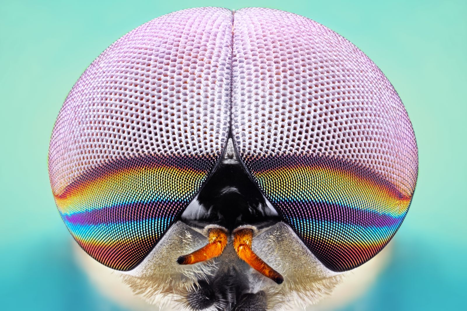 Dangerous beasts (and where to find them): Britain's animals that are ...