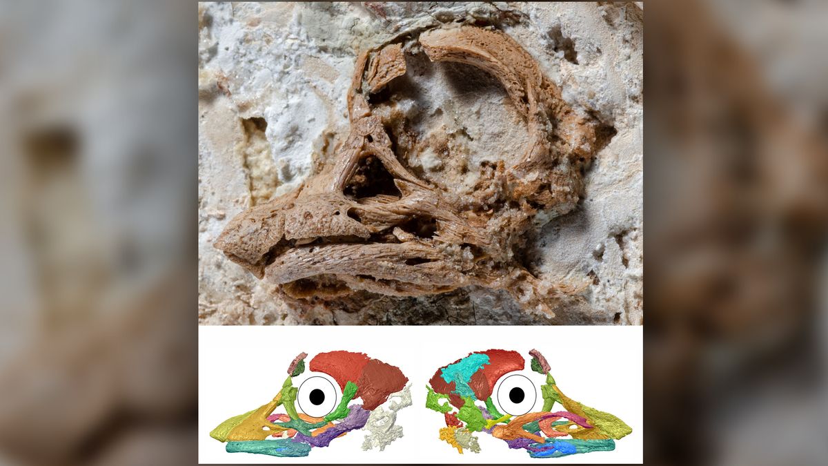 Teensy long-necked dinosaur embryo reveals weird snout horn | Live Science