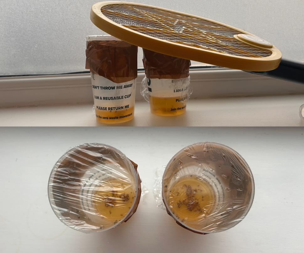 How to get rid of a fruit fly infestation: an expert guide | Homebuilding