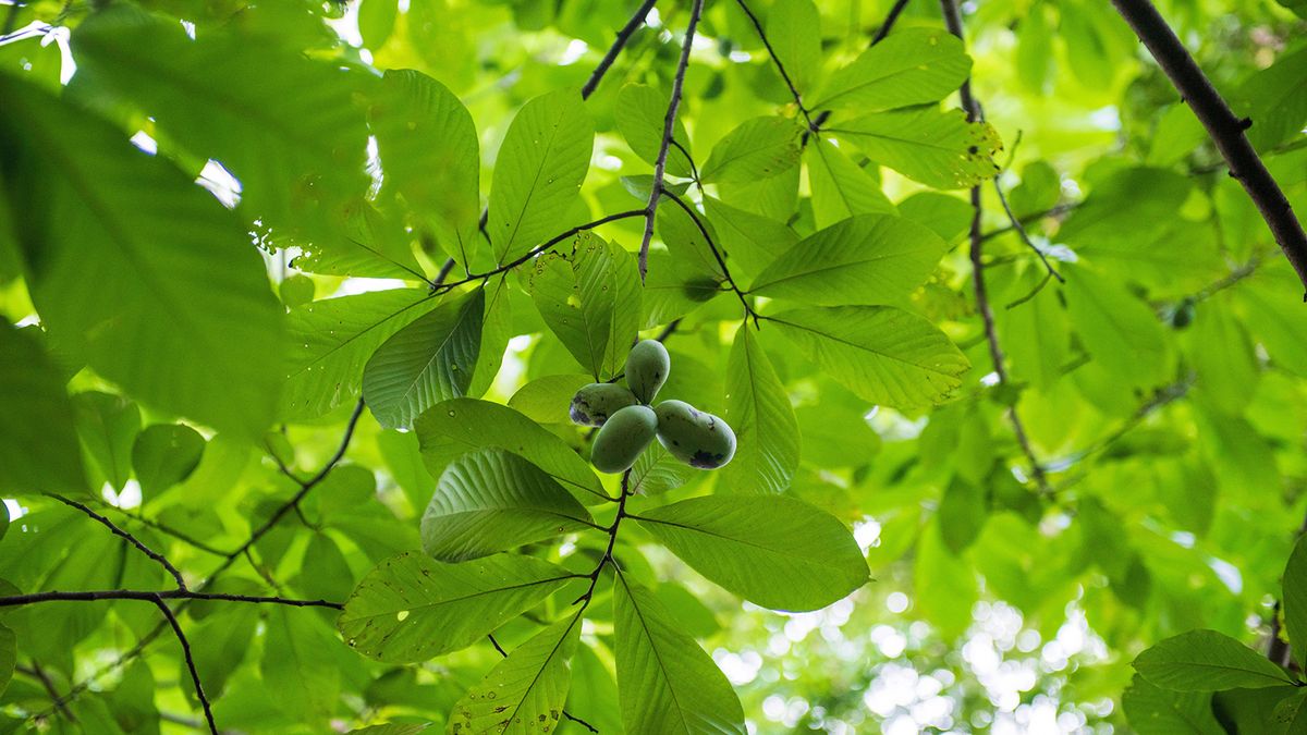 Pawpaw tree care and growing guide –expert tips for success | Homes and ...