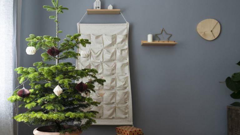 Caring For A Live Christmas Tree In Your Home - Christmas Tree Care ...