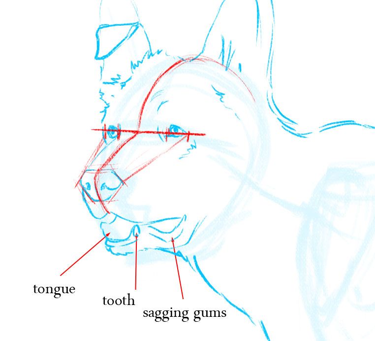 How to draw a dog | Creative Bloq