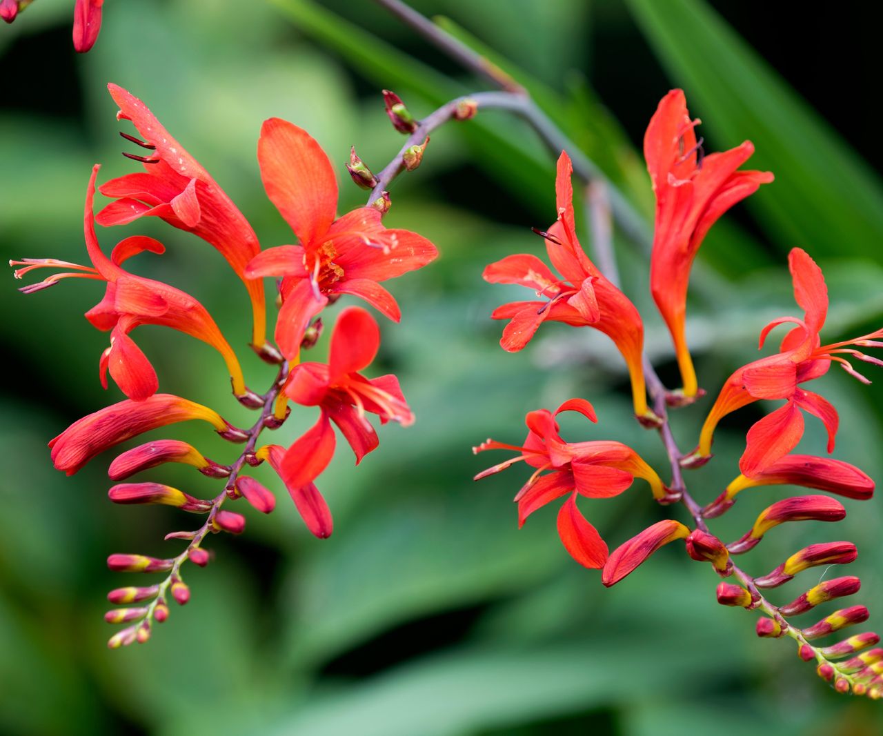 Crocosmia varieties: 16 gorgeous types of montbretia to try | Homes and ...