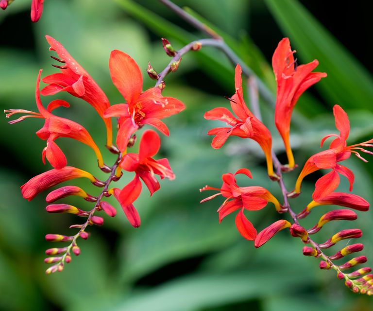Crocosmia varieties: 16 gorgeous types of montbretia to try | Homes and ...