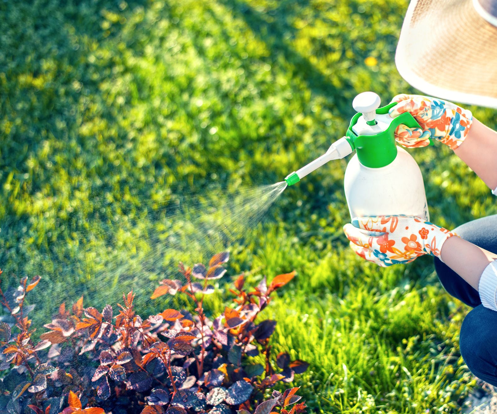 Tarnished plant bugs - what are they and how to combat them | Homes and ...