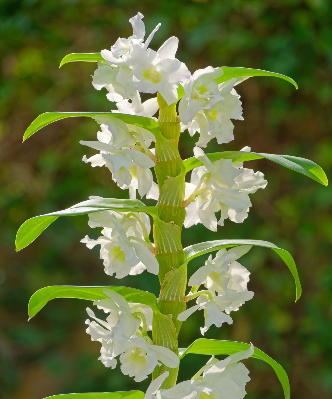 Easiest orchids to grow: 5 varieties you can't kill | Homes and Gardens