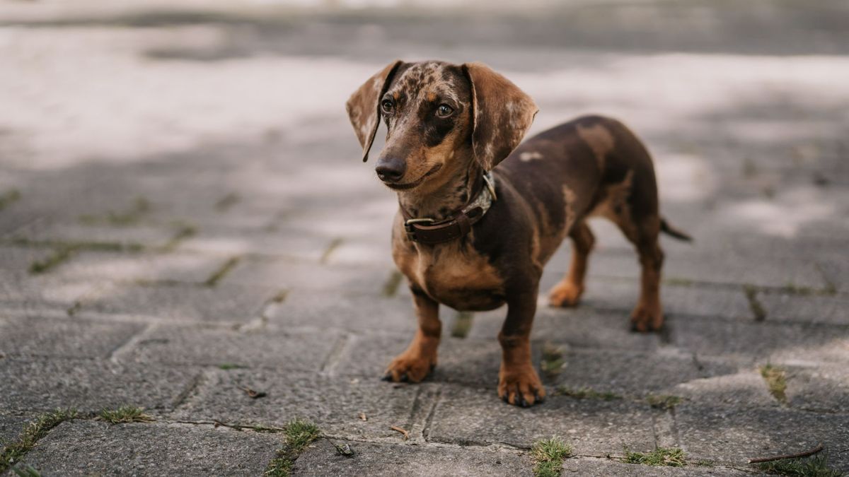 Small dog syndrome: What you need to know | PetsRadar