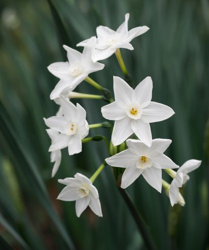 When to plant paperwhites: for fragrant blooms by Christmas | Homes and ...