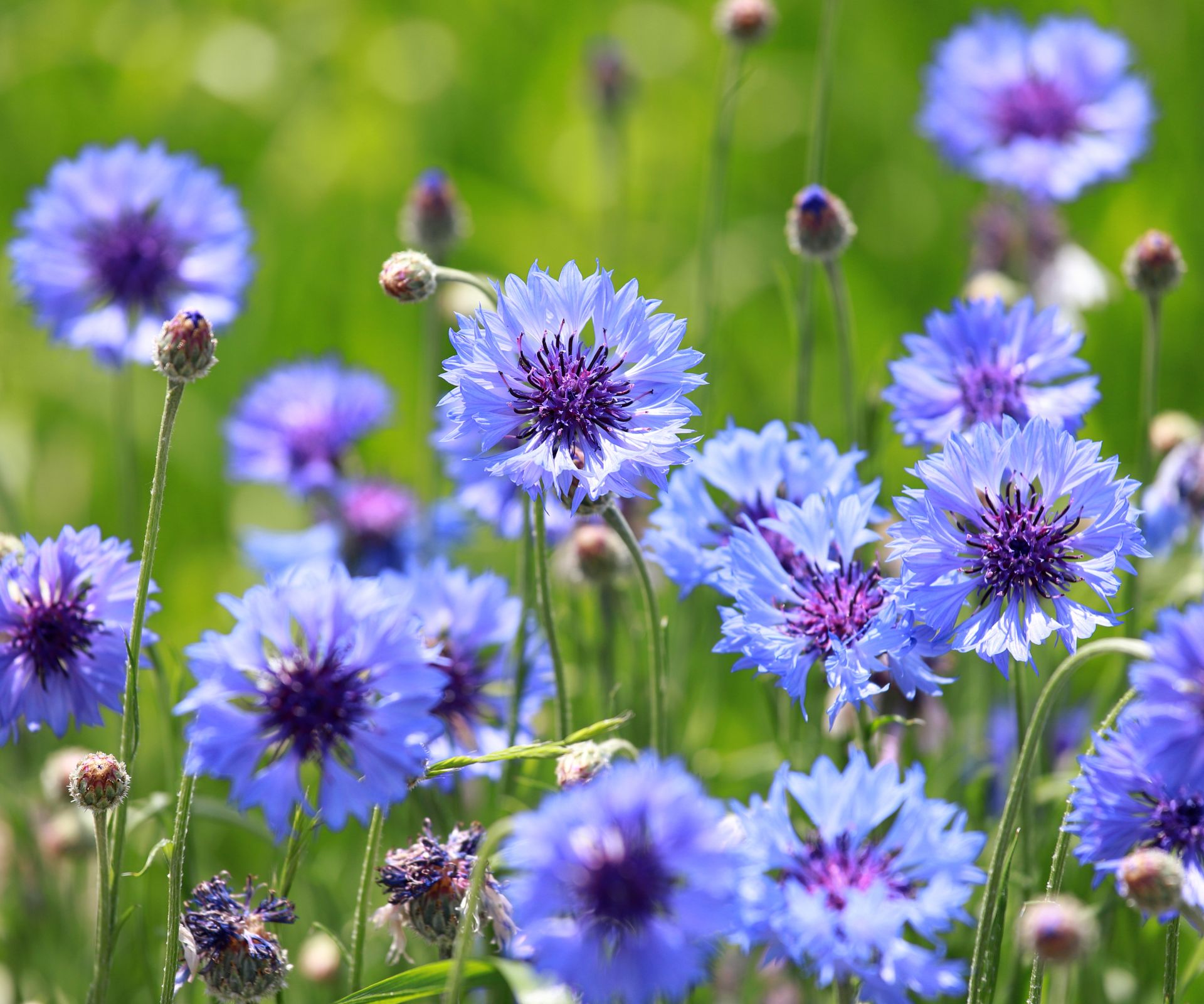Best Annuals To Start In Spring: Sow These 8 Flowers Now | Gardening ...